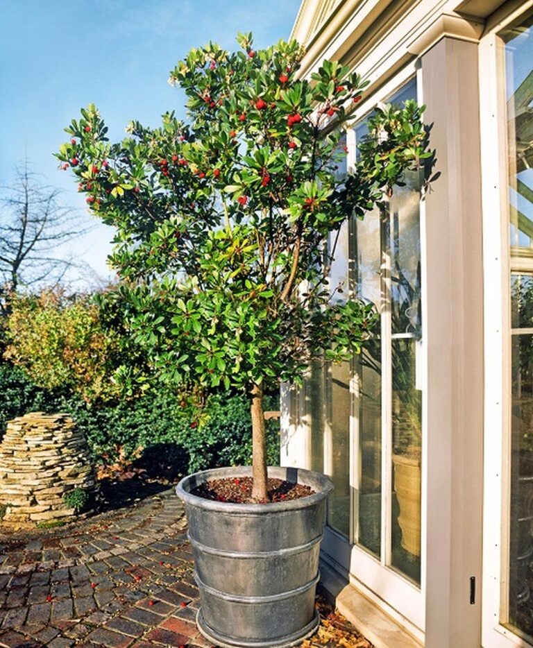 23 Stunning Trees with Red Berries for a Vibrant Garden