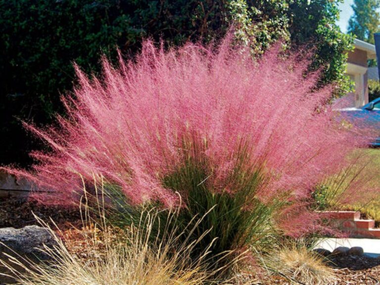 62 Stunning Native Florida Plants and Trees to Beautify Your Space