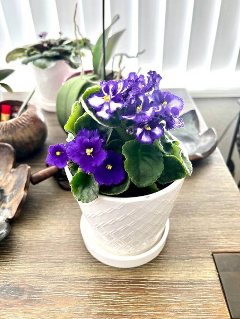 29 Charming African Violets Display Ideas for Your Home