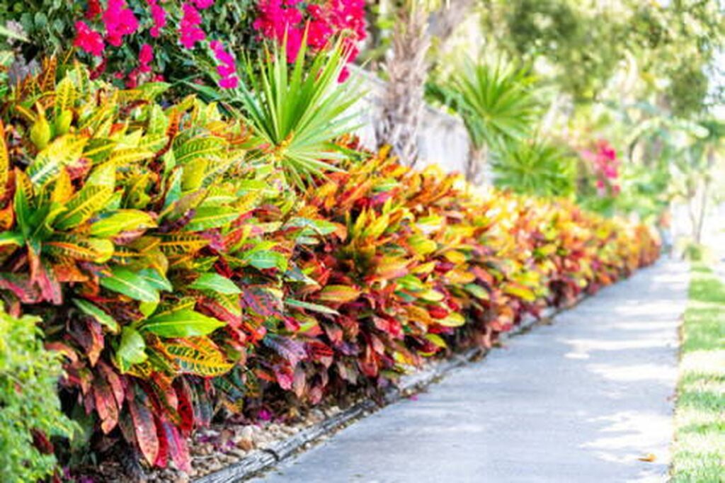 25 Breathtaking Landscaping with Croton Pictures to Inspire