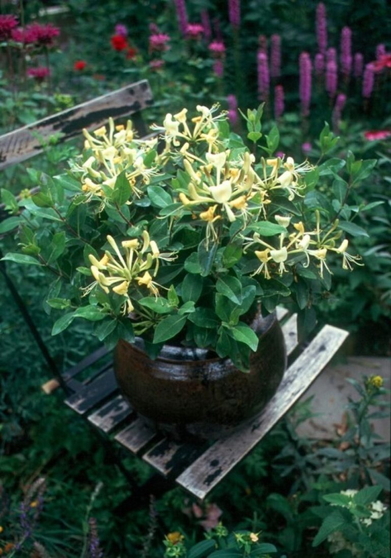 23 Beautiful Honeysuckle Varieties to Brighten Your Garden