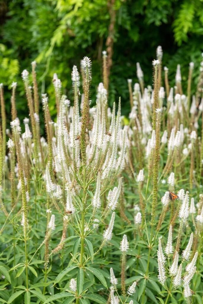 22 Beautiful Cone Shaped Flowers That Brighten Any Garden