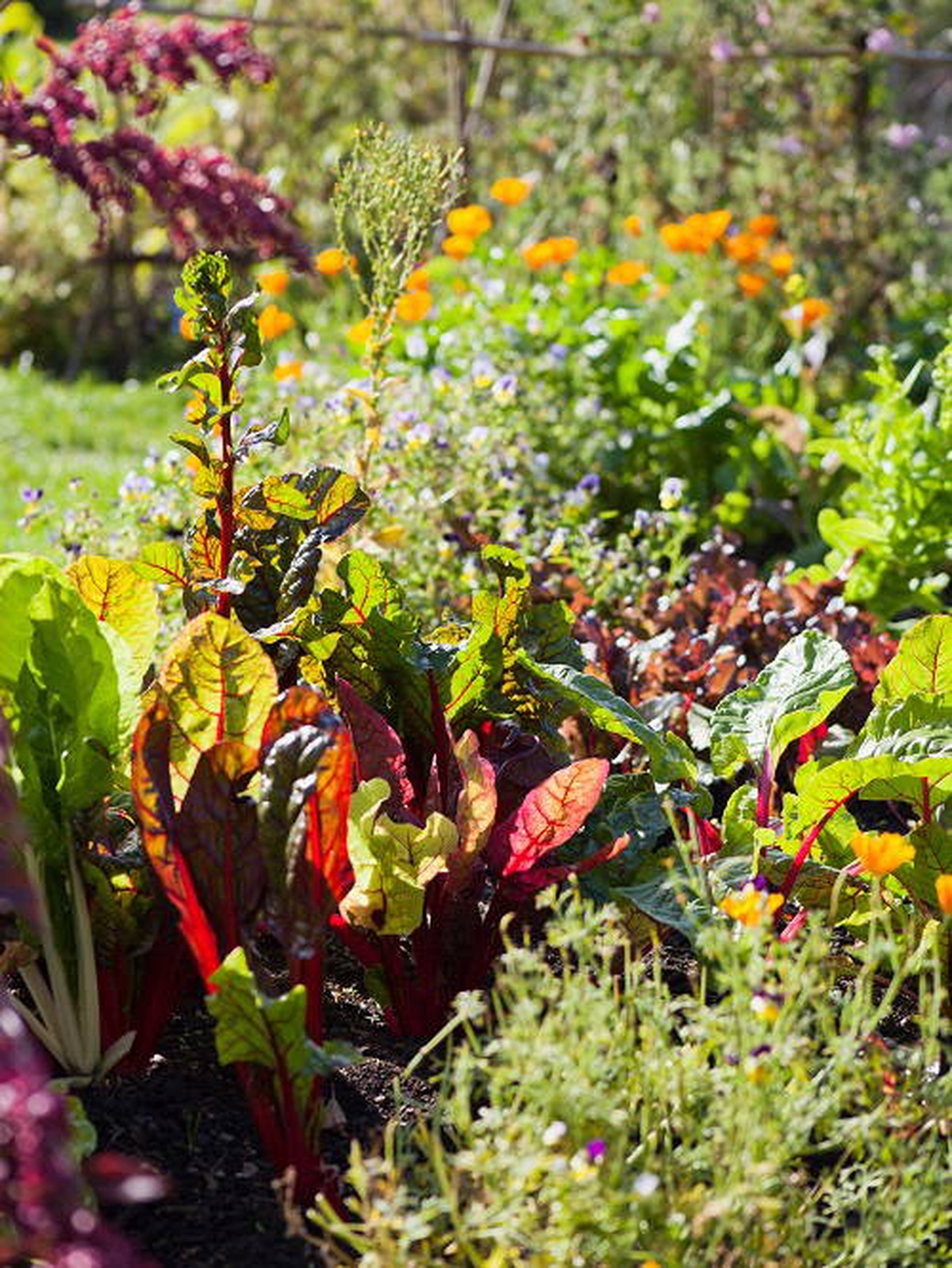 12 Best Beets Companion Plants That Will Enhance Your Garden