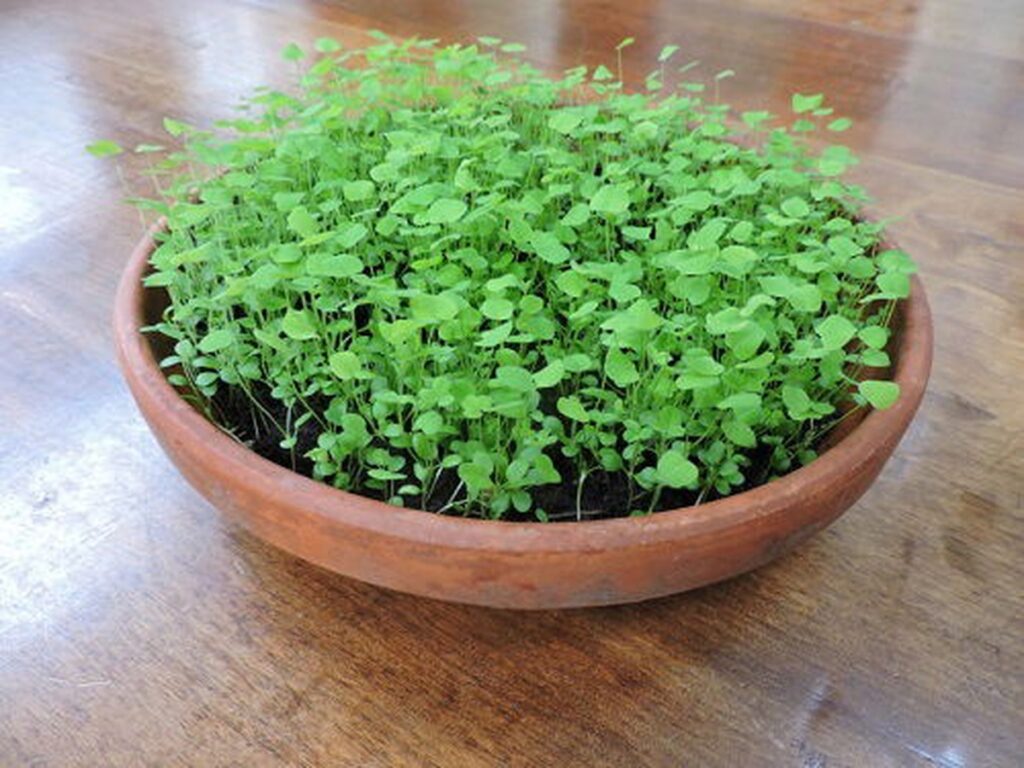 19 Best Edible Weeds You Didn't Know You Could Eat
