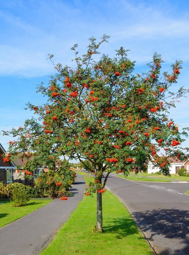 23 Stunning Trees with Red Berries for a Vibrant Garden