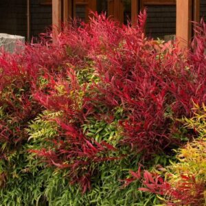 15 Stunning Types of Nandina Varieties to Brighten Your Garden