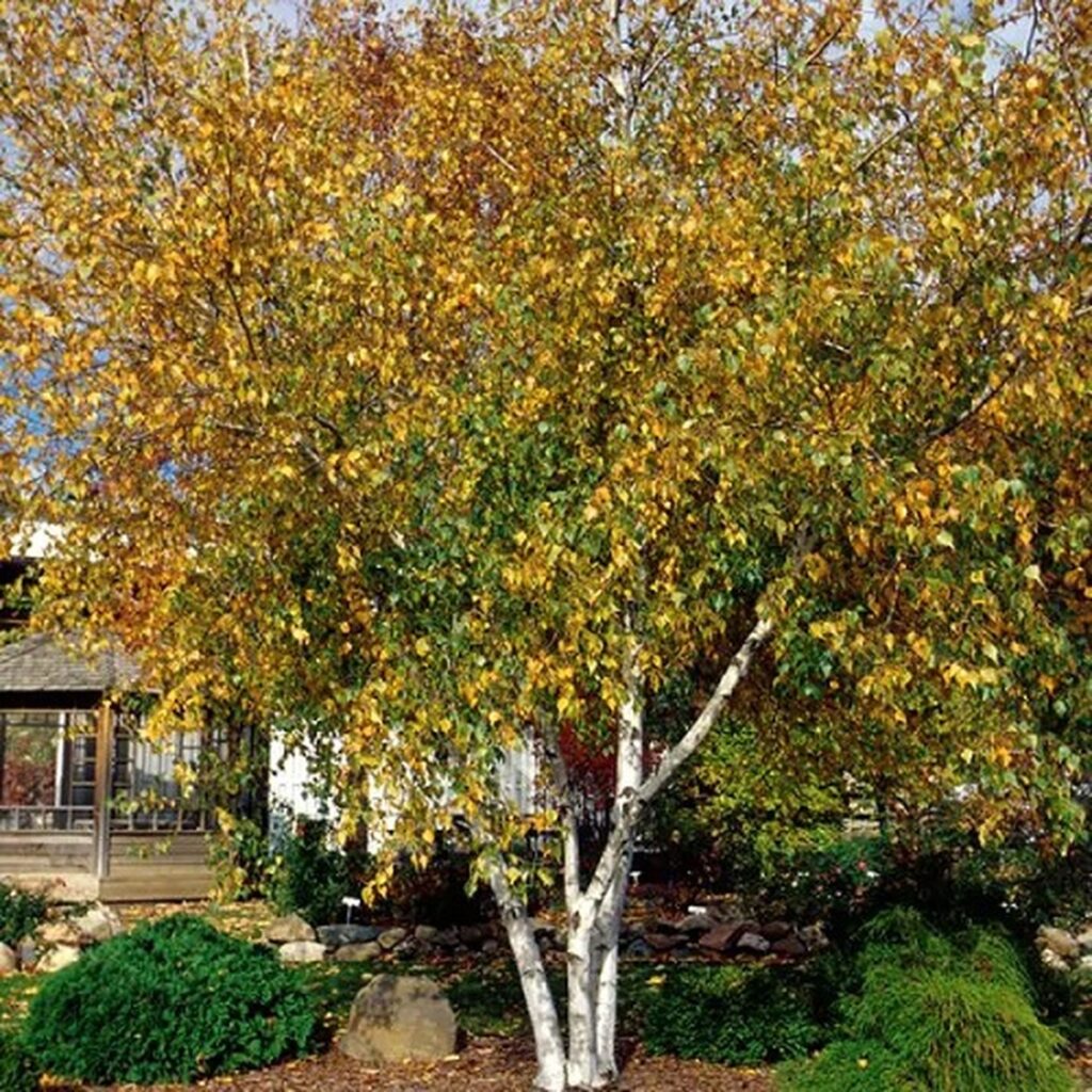 25 Enchanting Trees With Smooth Gray Bark That Stun Year-Round