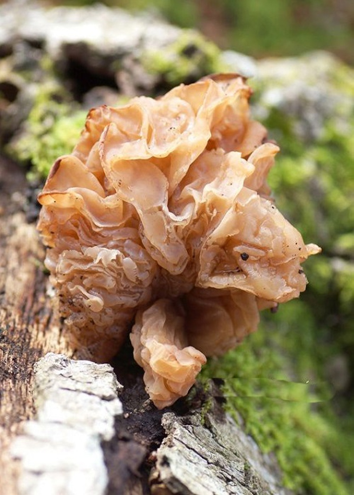 10 Fascinating Mushrooms That Look Like a Brain To Explore