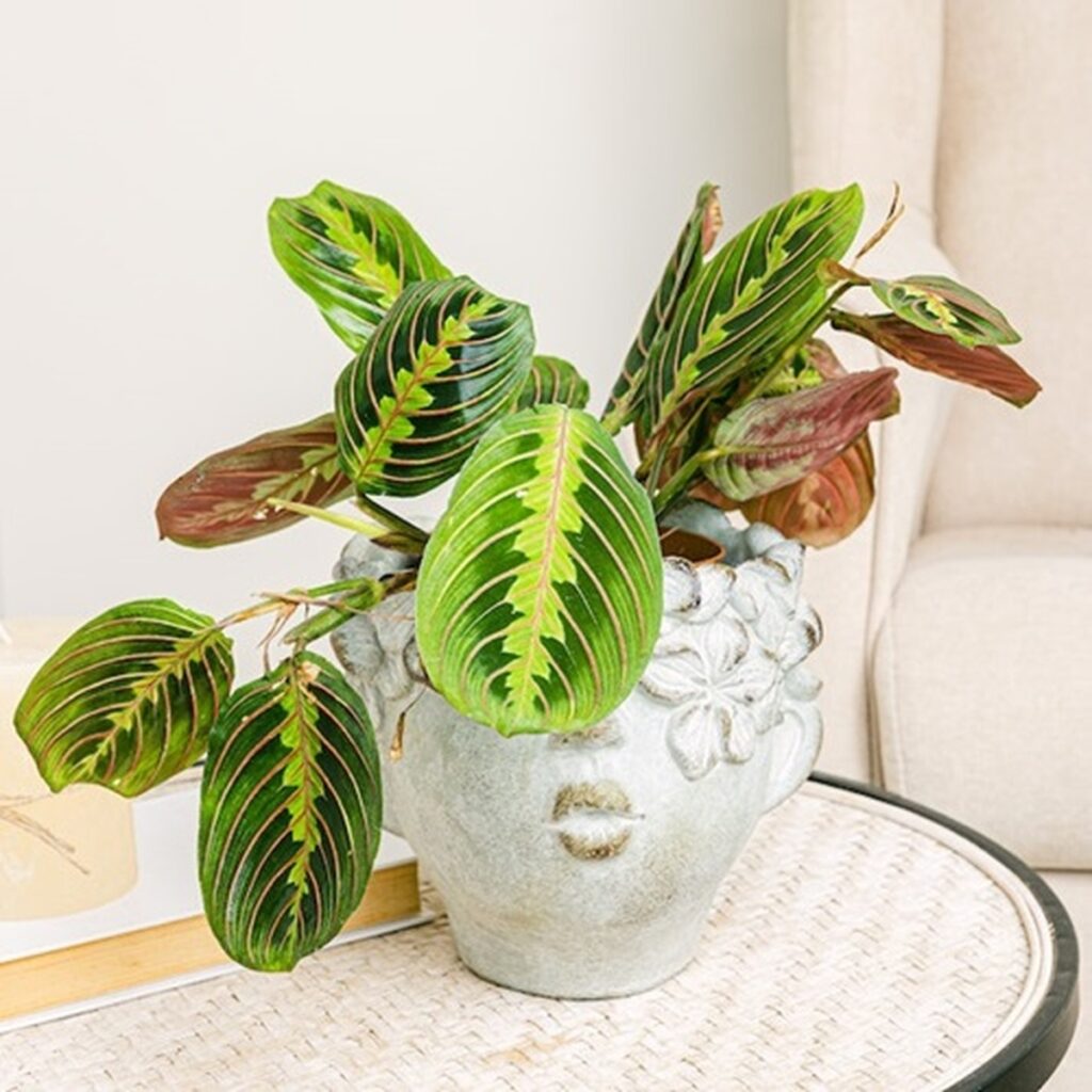 8 Beautiful Religious Houseplants to Bring Peace Home