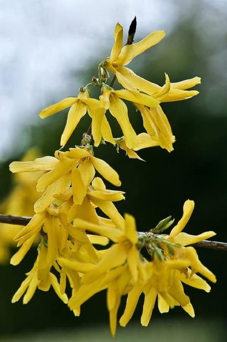 11 Charming Flowers That Smell Like Vanilla For Sweet Gardens