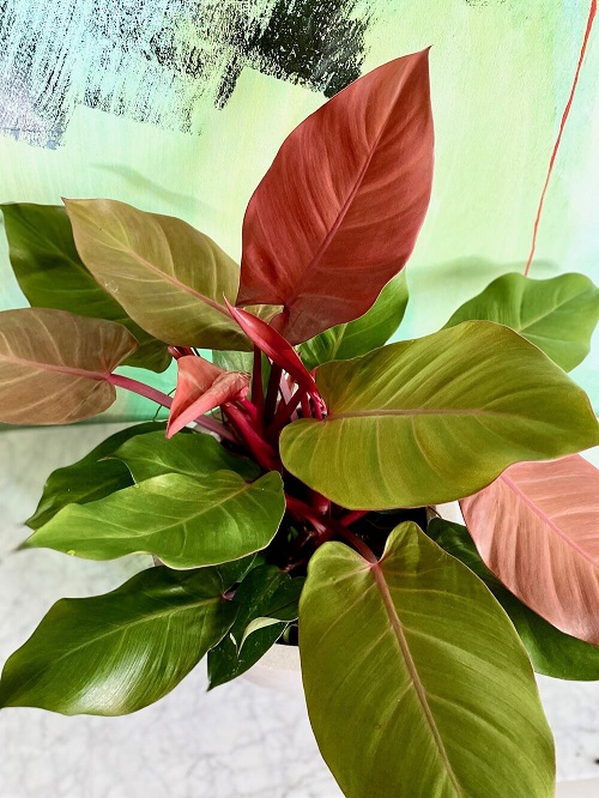 6 Stunning Pink Philodendrons That Will Brighten Any Space