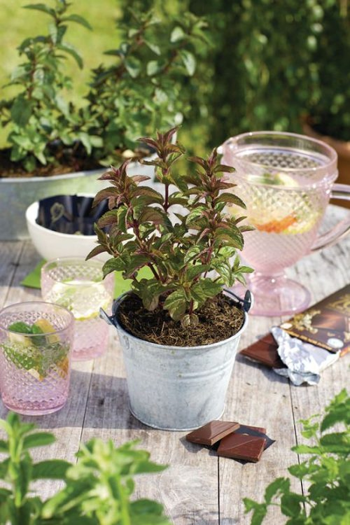 8 Stunning Vining Herbs Perfect for Your Small Garden Space