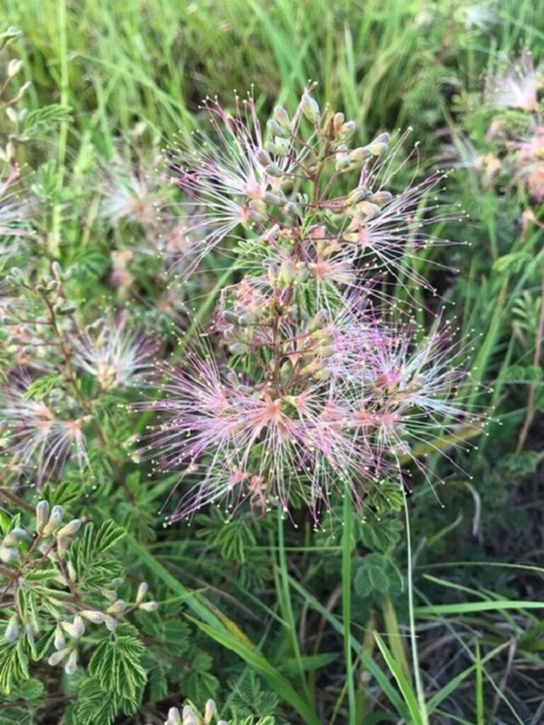 19 Stunning Calliandra Plant Types: Gorgeous Powder Puff Varieties