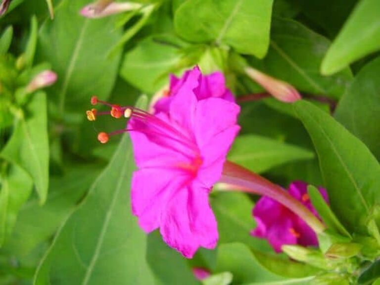11 Charming Flowers That Smell Like Vanilla For Sweet Gardens