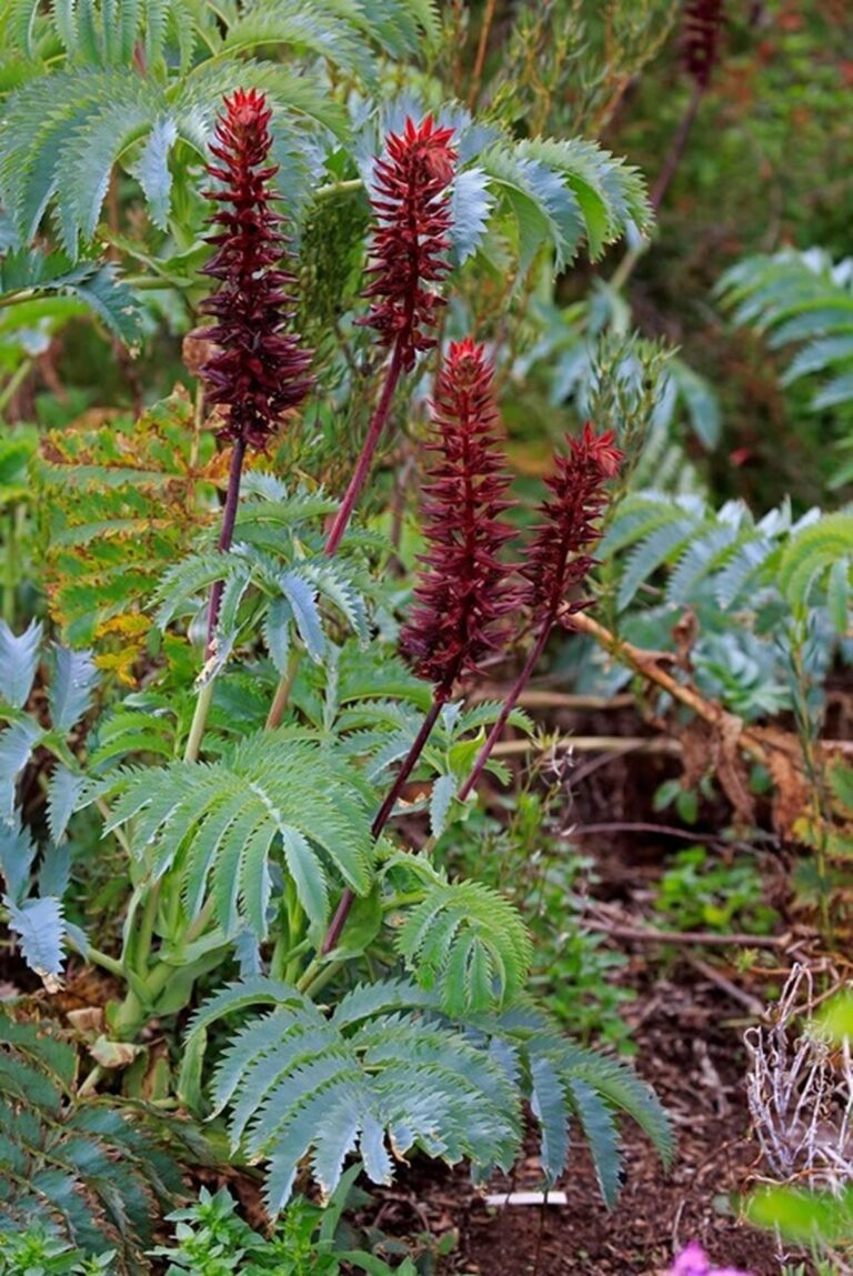 22 Beautiful Cone Shaped Flowers That Brighten Any Garden