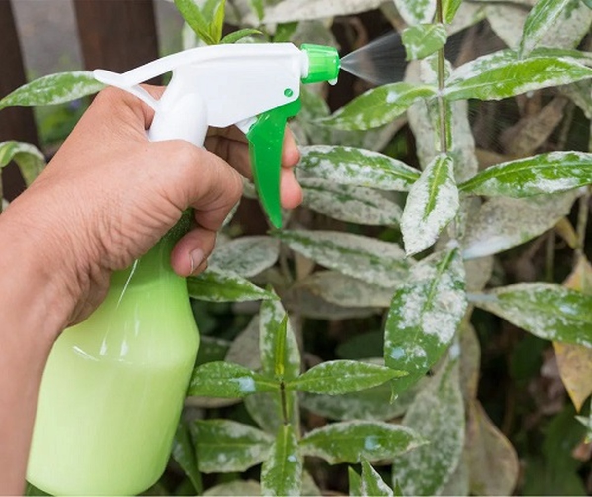 9 Effective Ways to Get Rid of Powdery Mildew Quickly