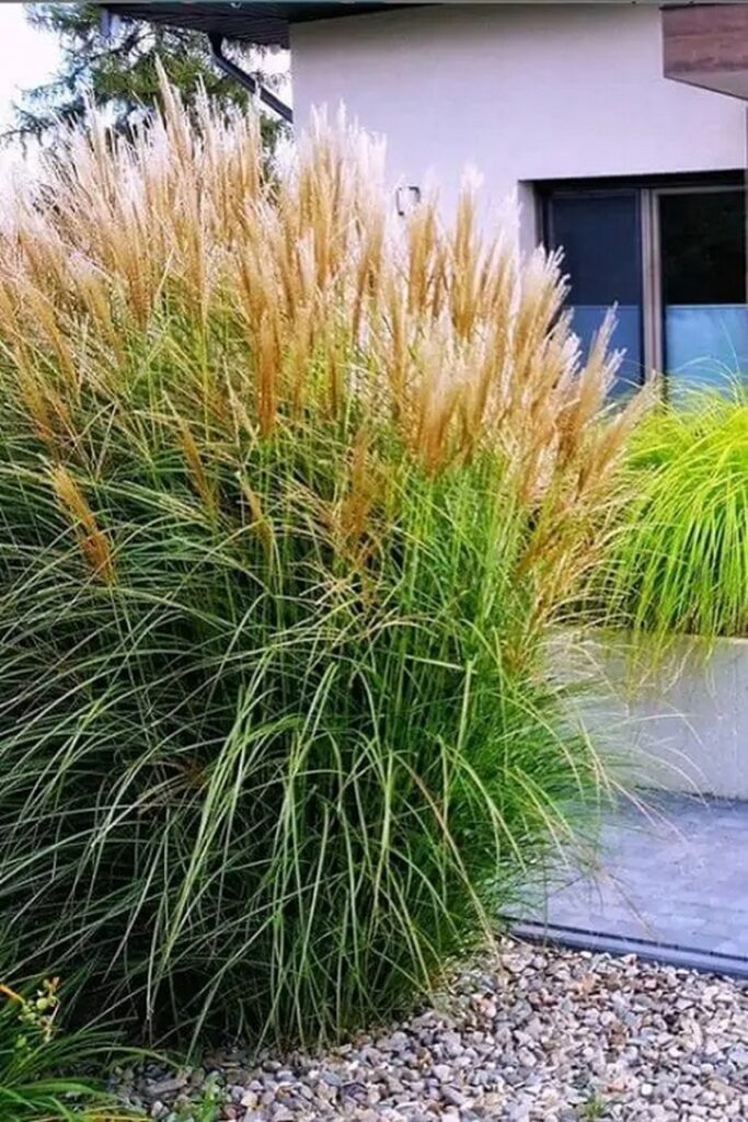 25 Brilliant Tall Grass Privacy Ideas for Your Garden Oasis