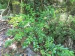50 Vibrant Plants to Grow Under Big Trees That Thrive in Shade