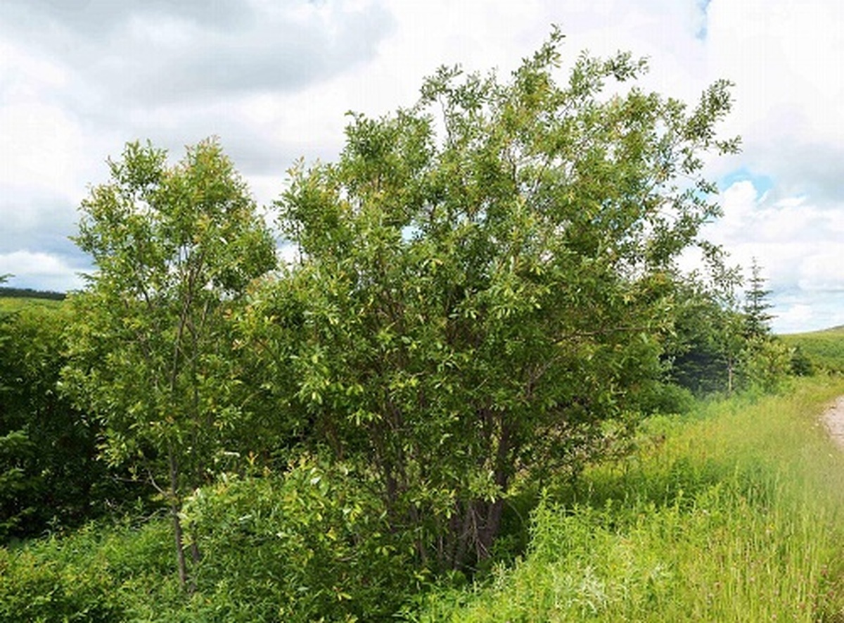 12 Stunning Types of Pussy Willow Every Garden Deserves