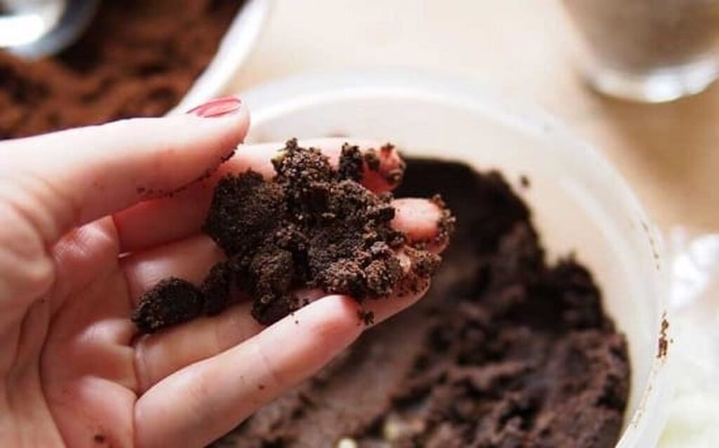 7 Top Fertilizers For Cactus: Simple Guide to Learn