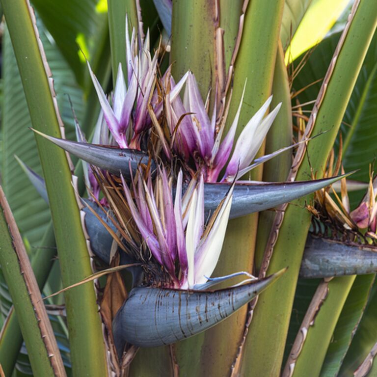 14 Gorgeous Palm Trees that Flower Beautifully in Your Garden
