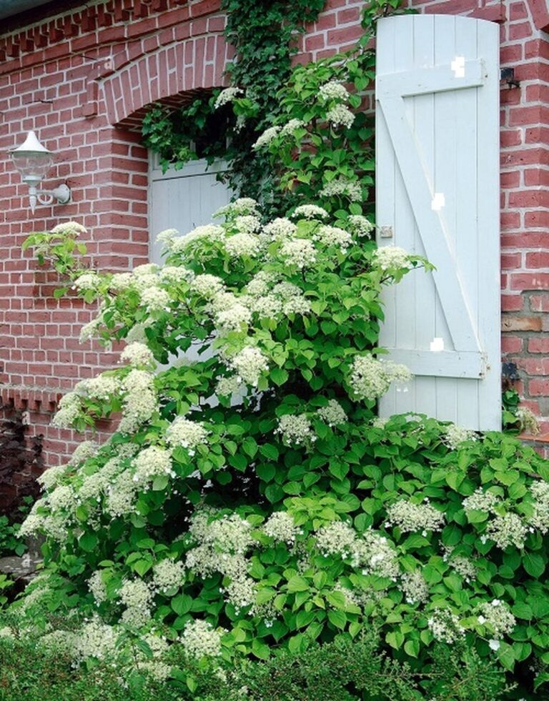 21 Stunning Fast Growing Creepers and Vines for Your Garden