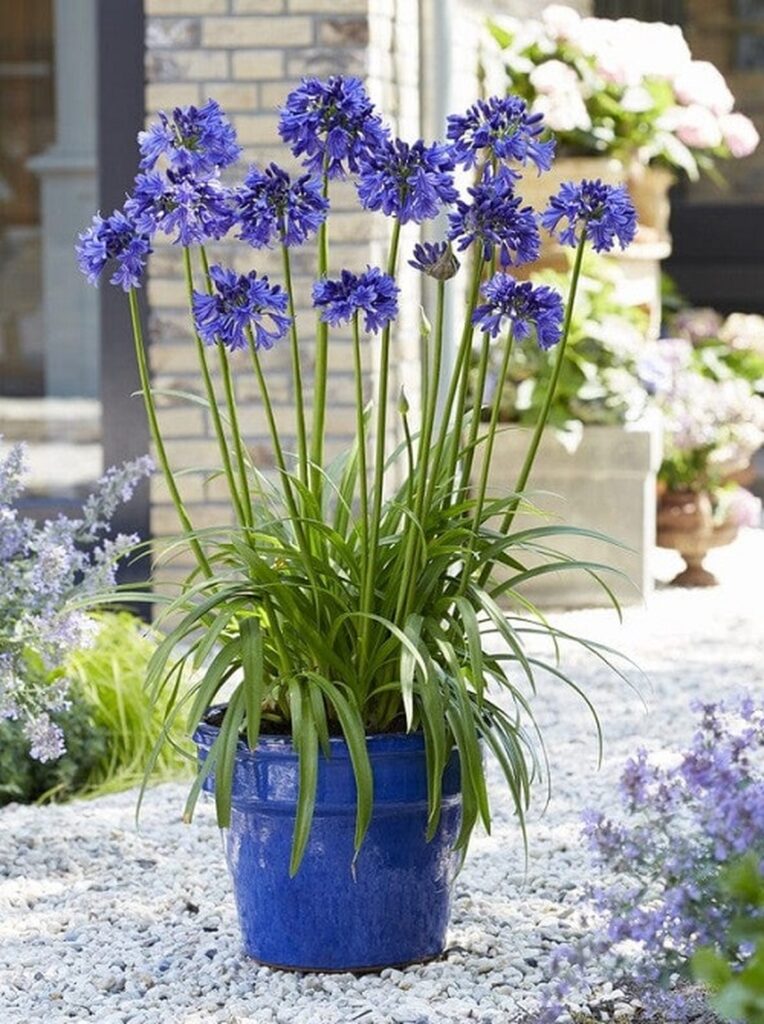 16 Stunning Dark Blue Flowers to Enchant Your Garden