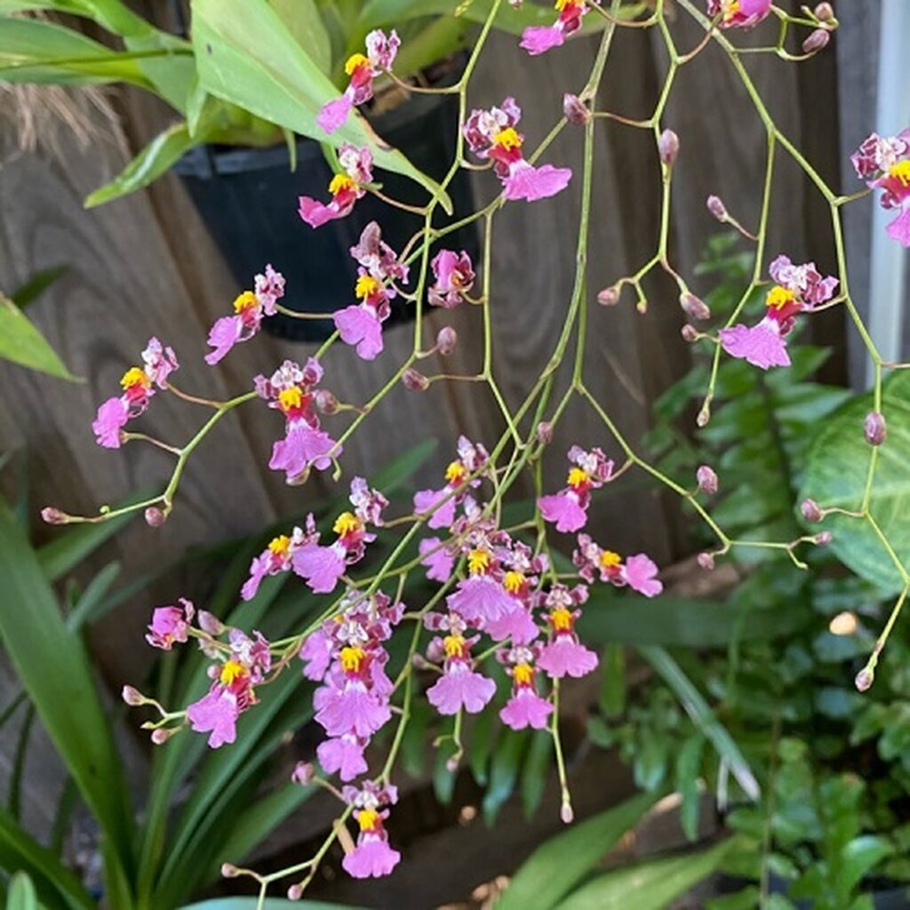 17 Stunning Purple Orchid Varieties That Will Take Your Breath Away