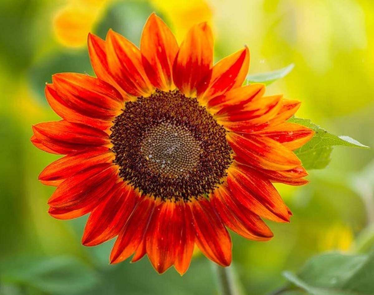 15 Popular Red Sunflower Varieties To Know