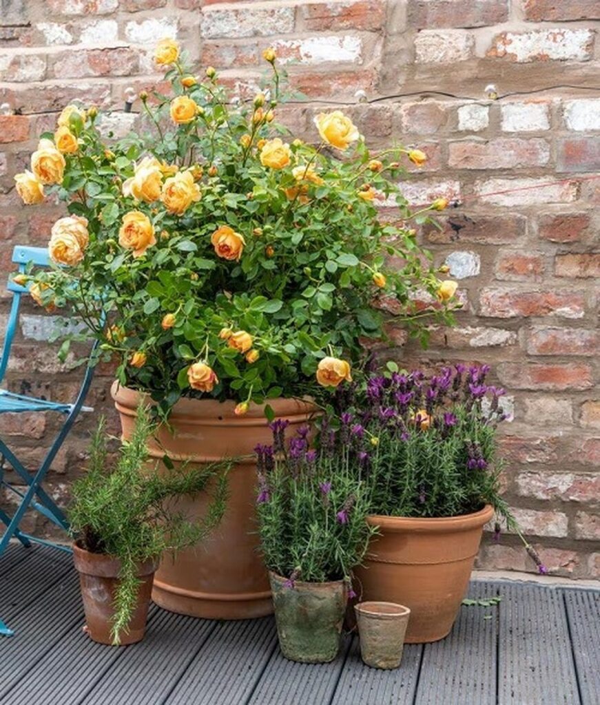 23 Beautiful Flowers That Mean Healing for a Comforting Touch