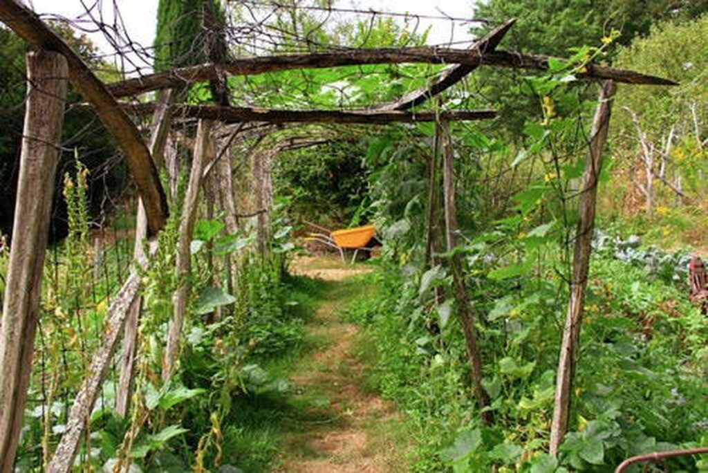 14 Charming DIY Zucchini Trellis Ideas for Your Garden