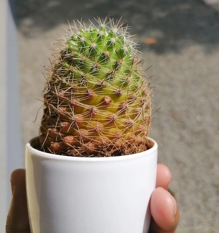 10 Surprising Reasons Your Cactus is Turning Yellow (+ Solutions)