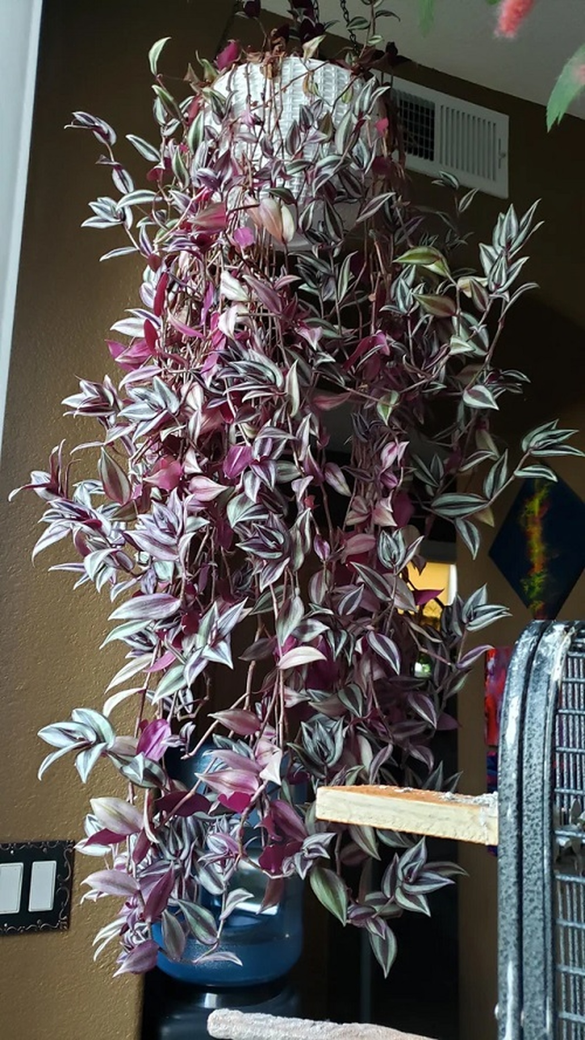11 Simple Ways to Train Your Wandering Jew Plant Like a Pro