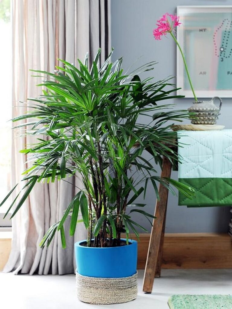 16 Amazing Small Palm Trees That Thrive in Tiny Spaces
