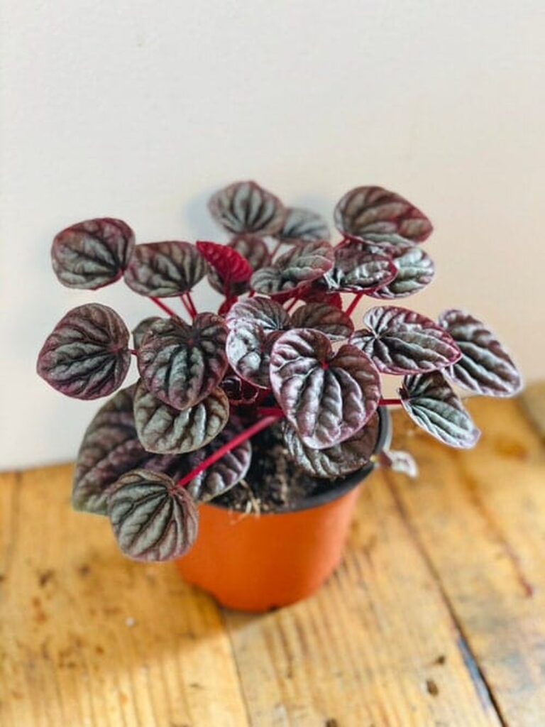 63 Stunning Peperomia Types: Beautiful Plant Varieties to Explore