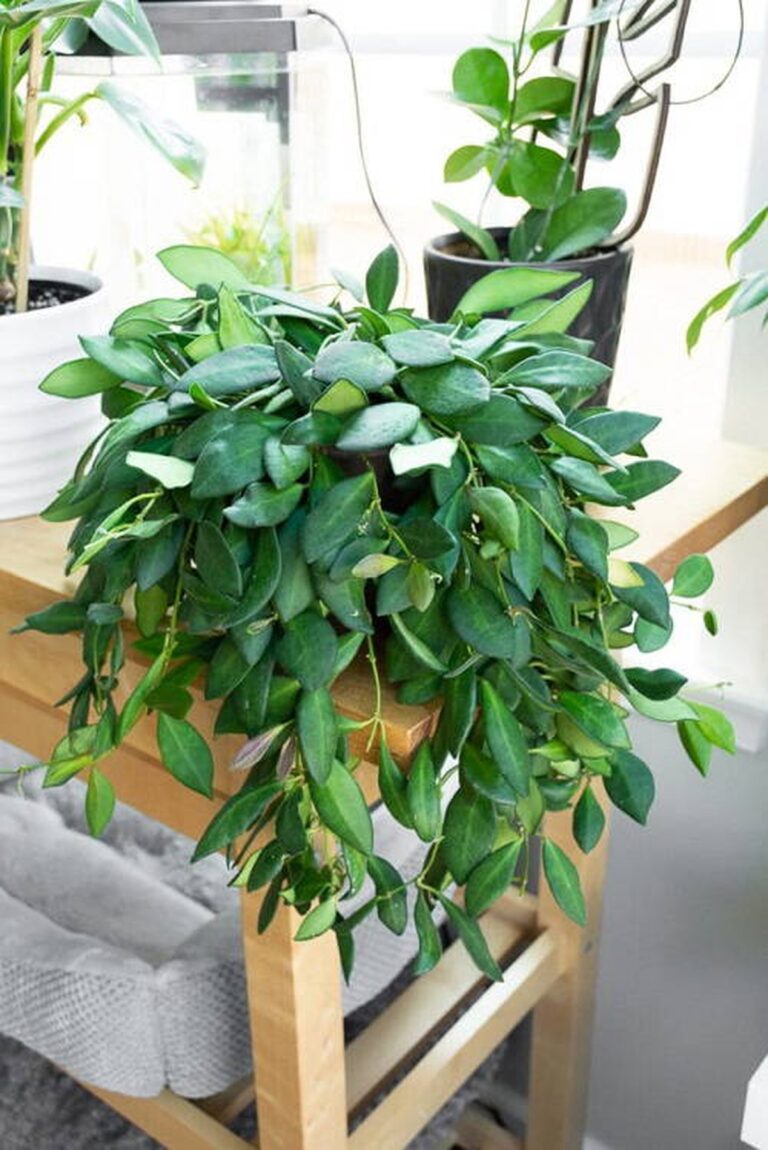 32 Amazing Hoya Plant Ideas to Display Them in Style!