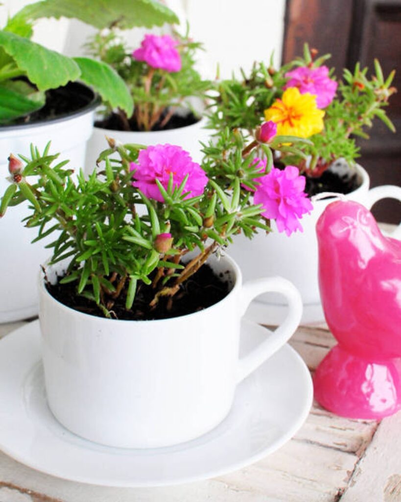 31 Adorable DIY Teacup Garden Ideas Everyone Will Love