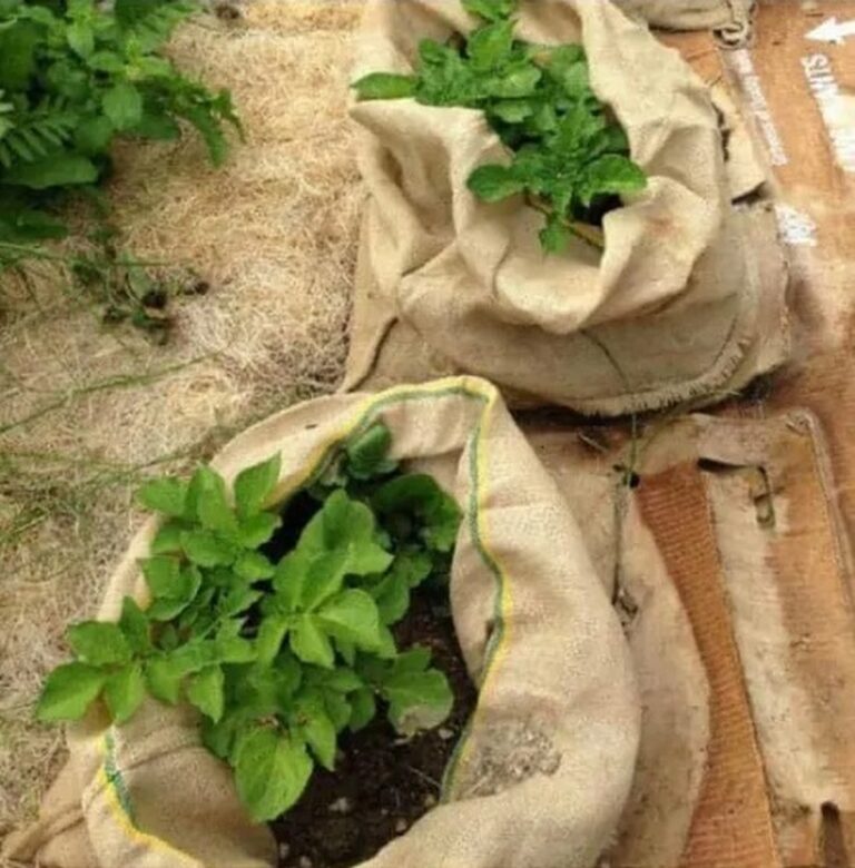12 Clever DIY Potato Pots for Easy, Dig-Free Growing