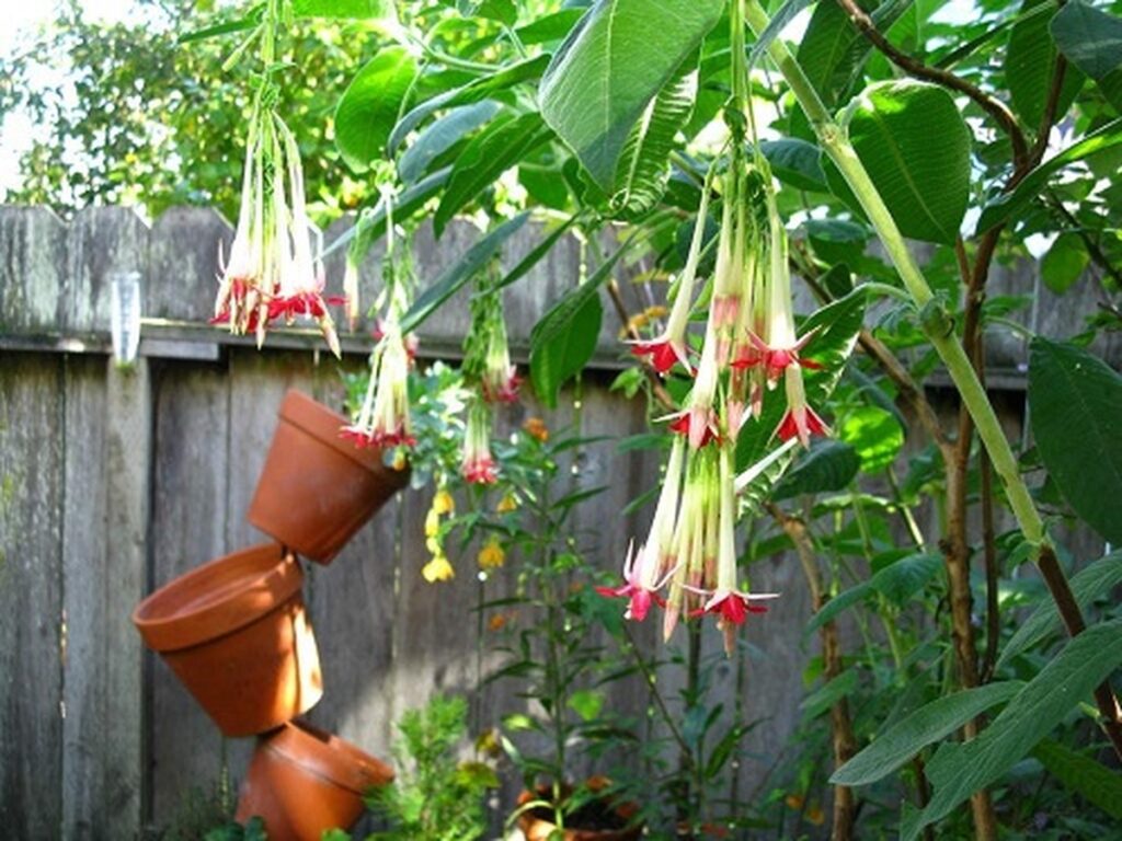 26 Enchanting Vines with White Flowers to Transform Your Garden