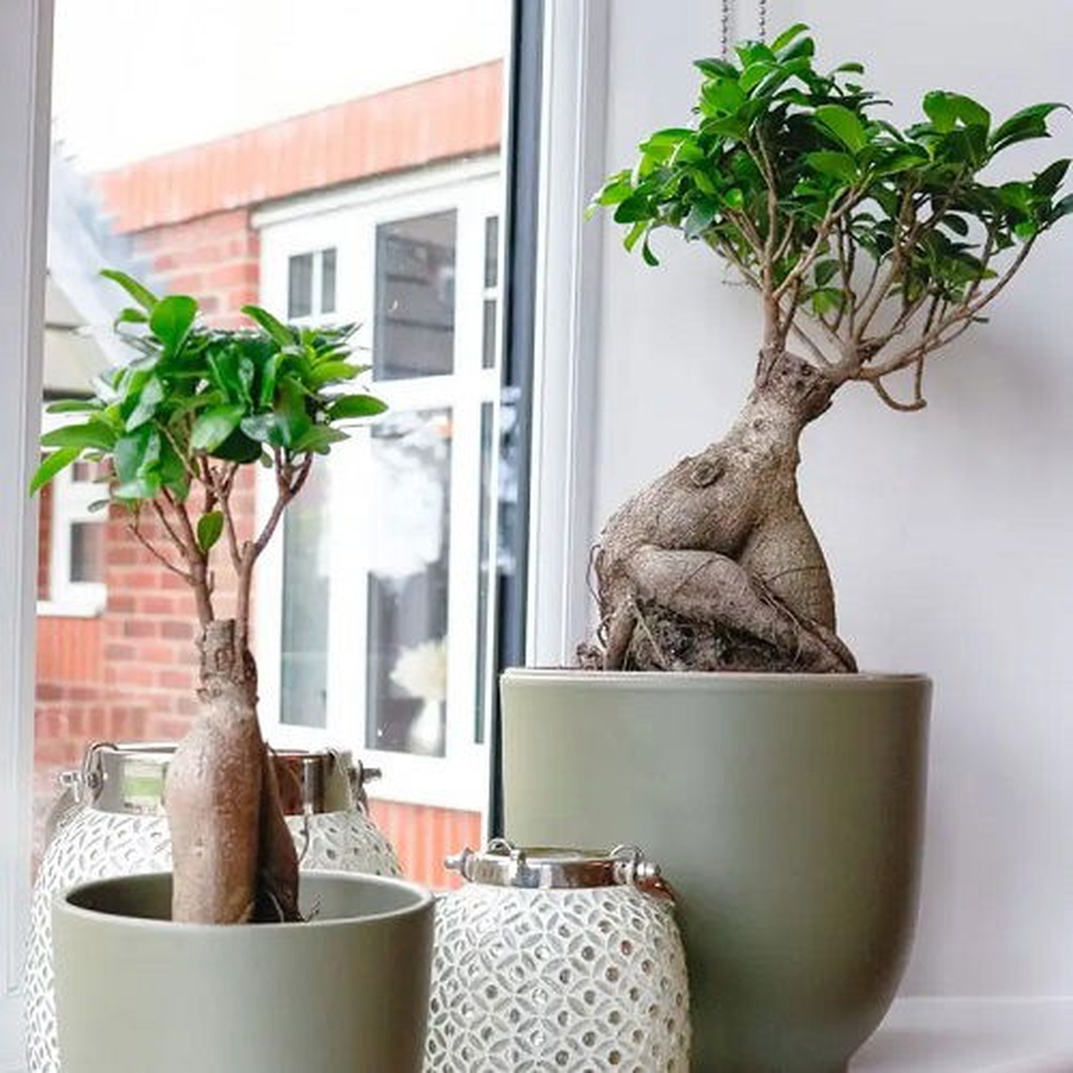 13 Best Chinese Indoor Plants That Bring Zen Vibes