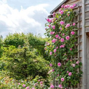 26 Beautiful DIY Rose Trellis Ideas for Your Garden