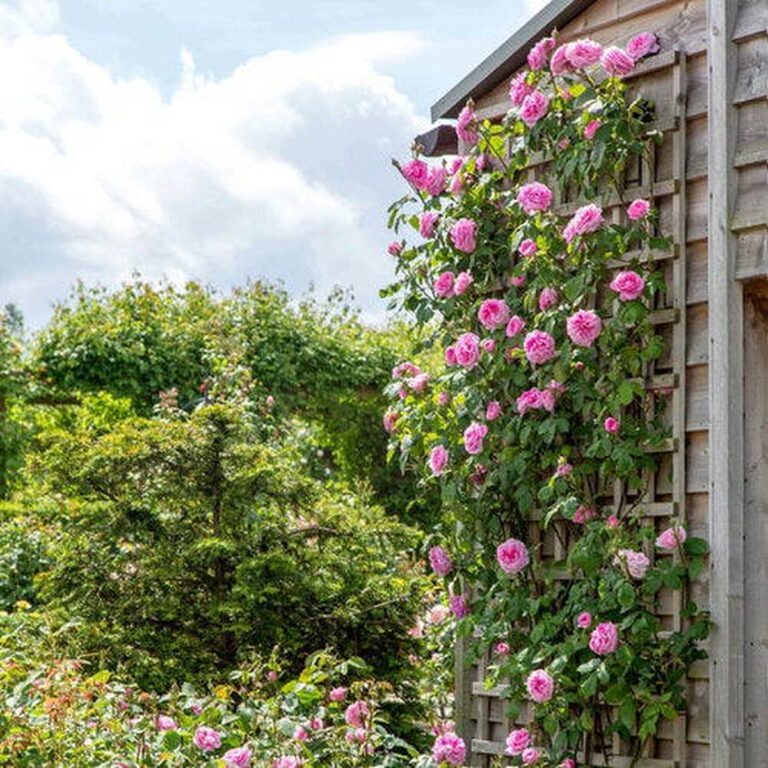 26 Beautiful DIY Rose Trellis Ideas for Your Garden