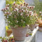 38 Gorgeous Texas Flowering Shrubs That Brighten Any Garden