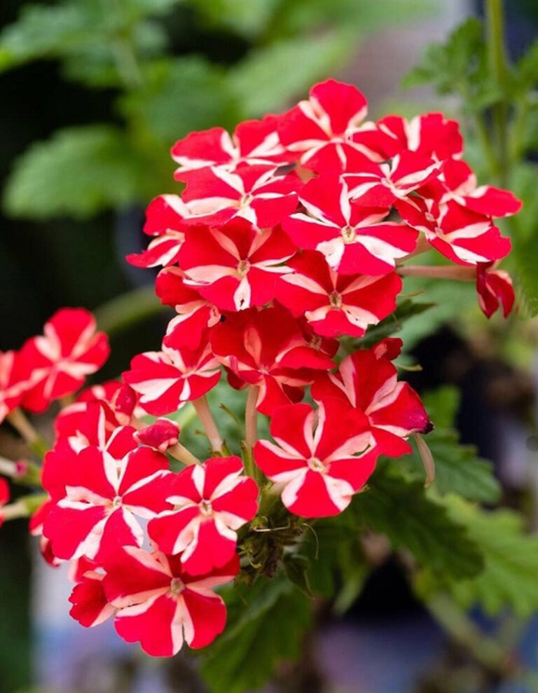 19 Amazing Flowers with 5 Petals That Brighten Any Garden