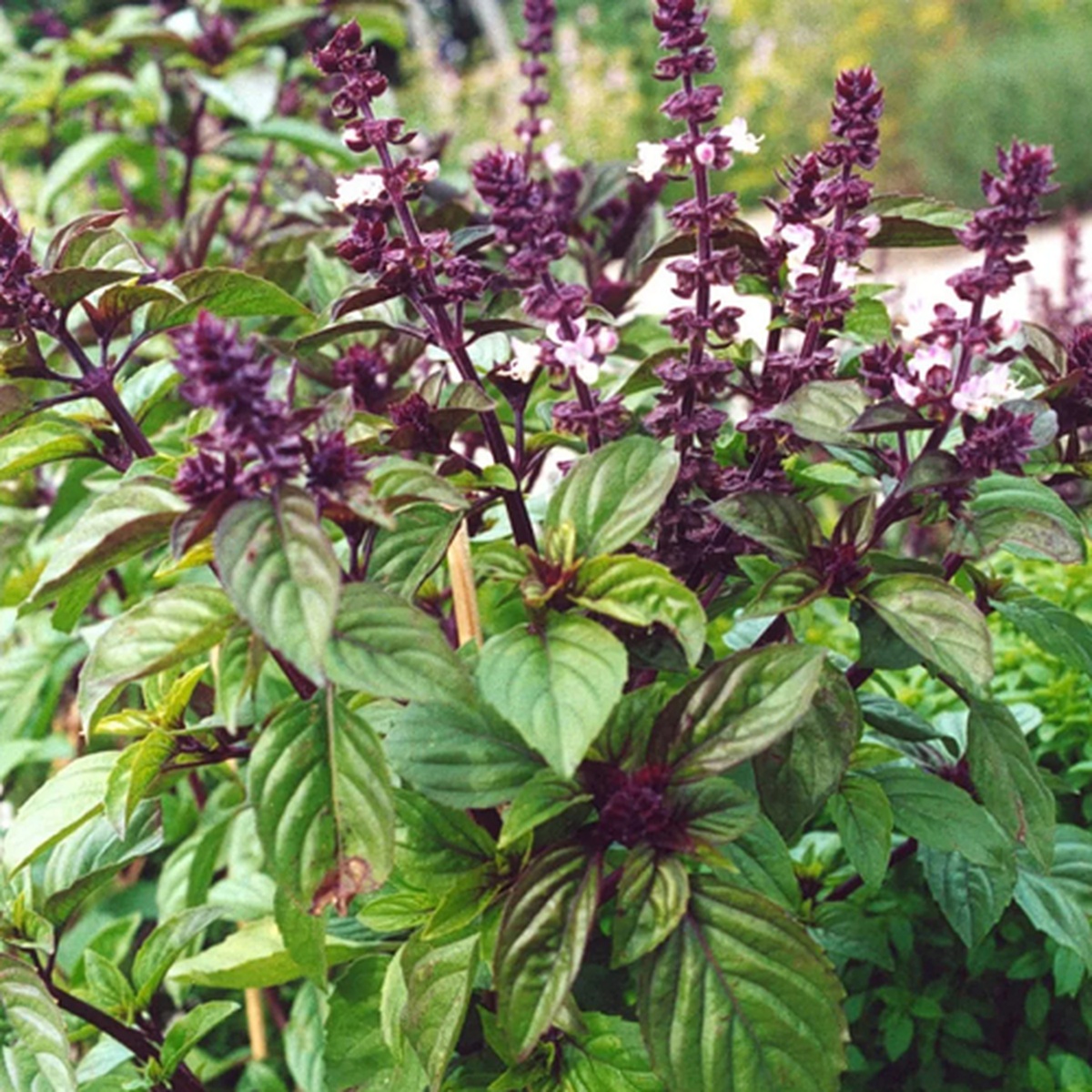 7 Stunning Flowering Basil Plants to Brighten Your Garden Today