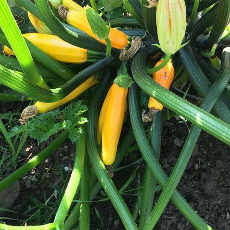 38 Delicious Types of Squash: Best Varieties for Your Garden