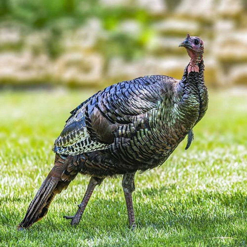 5 Most Hilariously Clueless Birds in the World