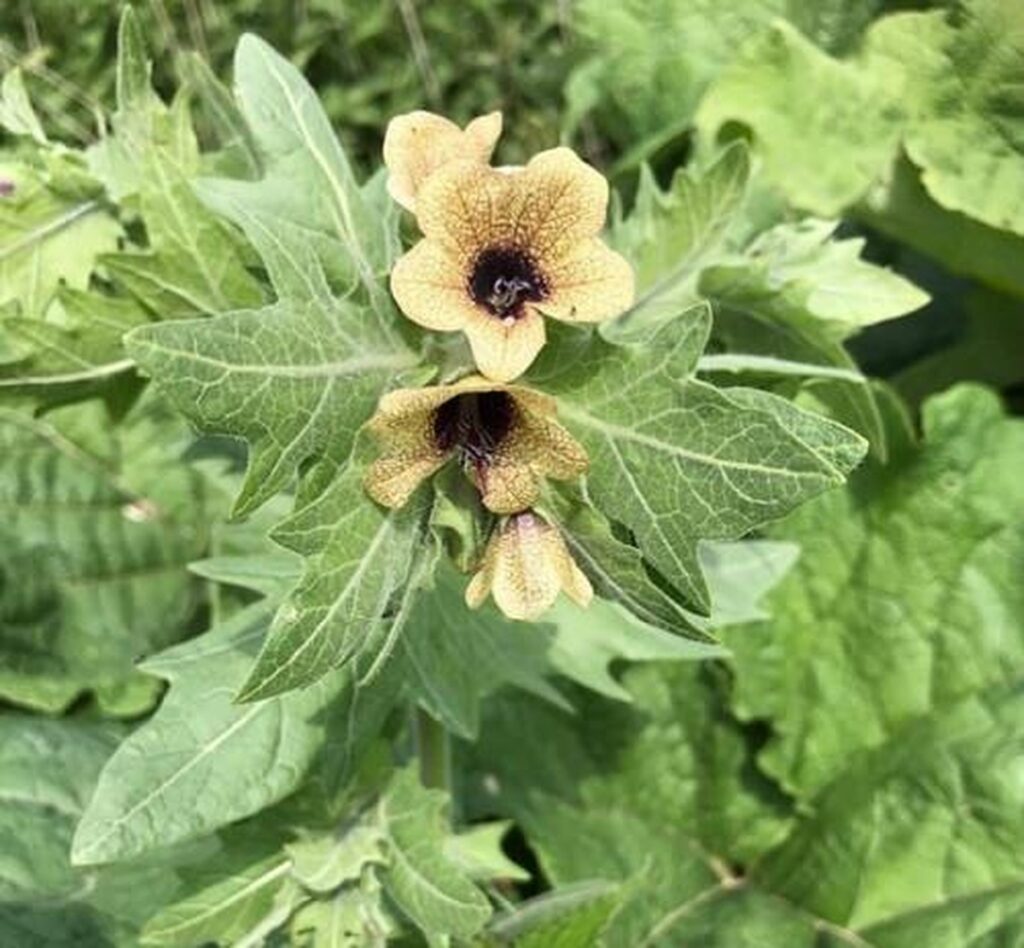 18 Beautiful Sacred Plants That Inspire Wonder Worldwide