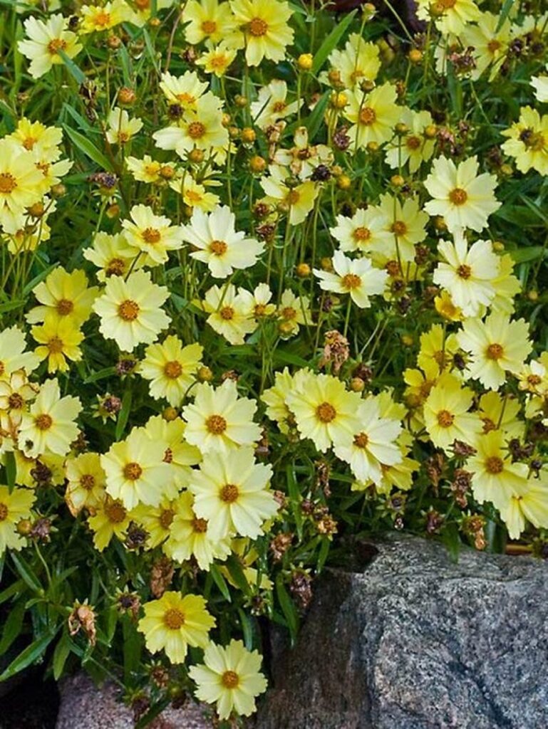50 Stunning Yellow Perennial Flowers to Brighten Your Garden