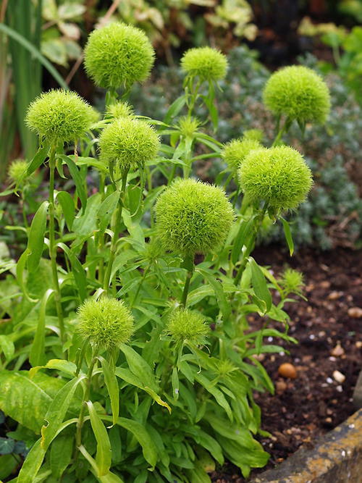 11 Stunning Emerald Flowers That Bring Magic to Your Garden